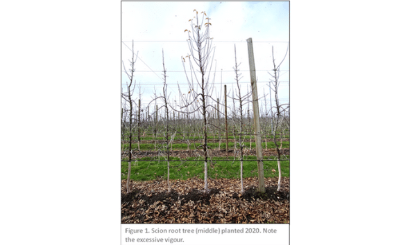 Avoid Scion Rooting - correct planting depth. - Hawke's Bay ...