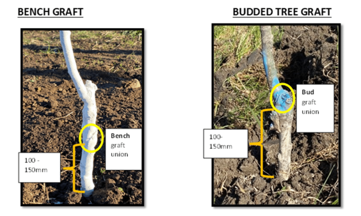 Avoid Scion Rooting - correct planting depth. - Hawke's Bay ...