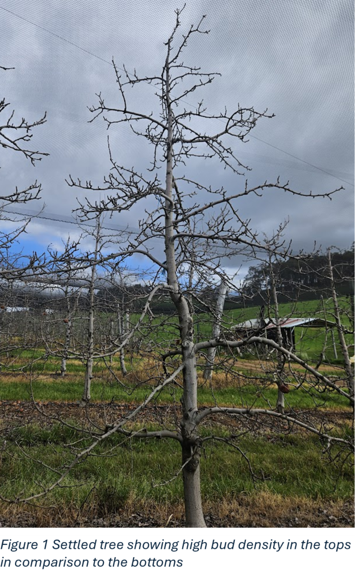 AgFirst Update: Bud to Fruit ratios - Apples - Hawke's Bay Fruitgrowers ...