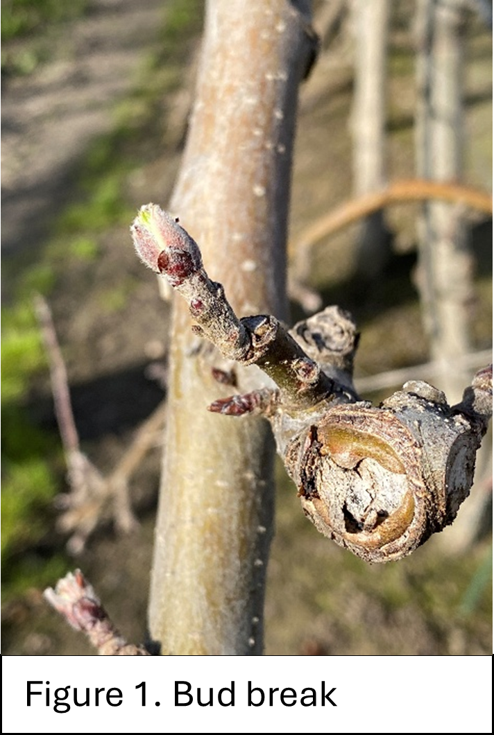 AG Tree Row Volume (TRV) – Optimising spray application - Hawke's Bay ...